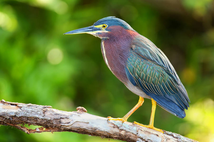 Madagascar red fodi Jigsaw Puzzle (Animals, Birds) | Puzzle Garage