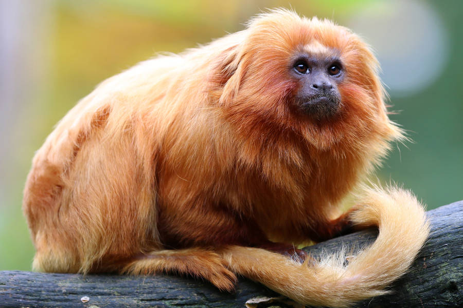 Monkey mandrill Jigsaw Puzzle (Animals, Primates) | Puzzle Garage