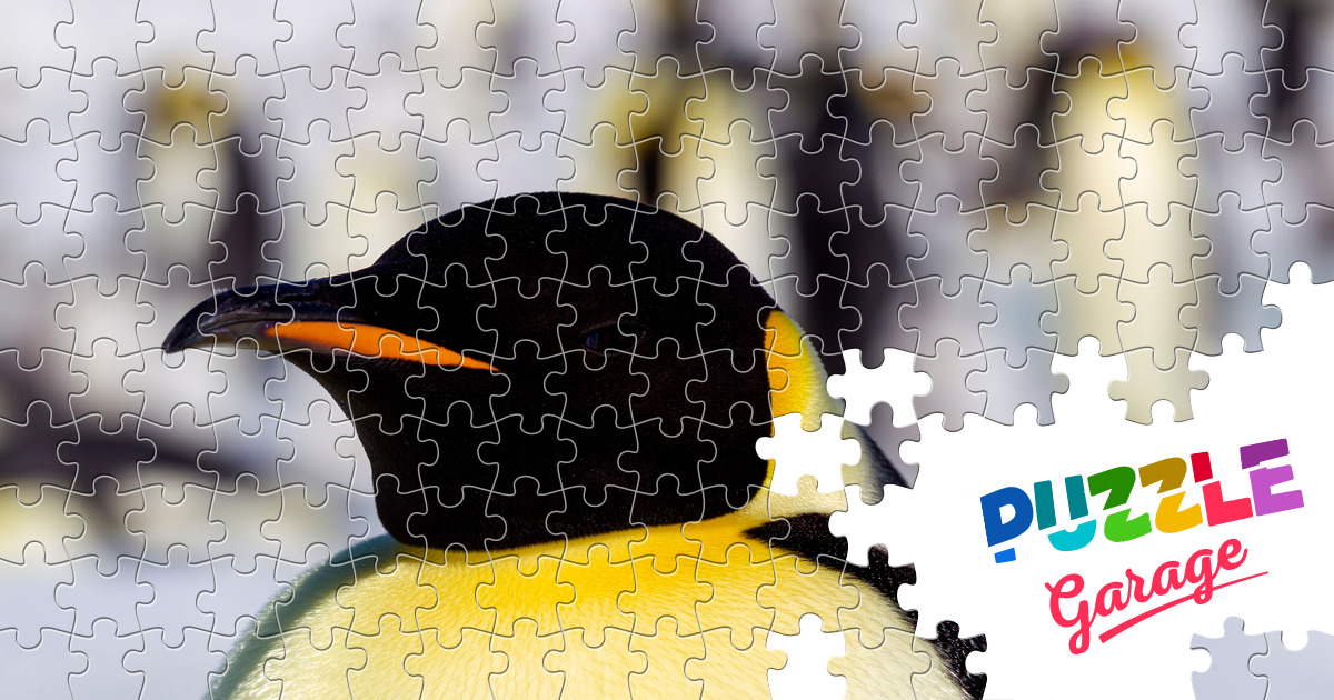 Emperor Penguin Portrait Jigsaw Puzzle (Animals, Birds) | Puzzle Garage