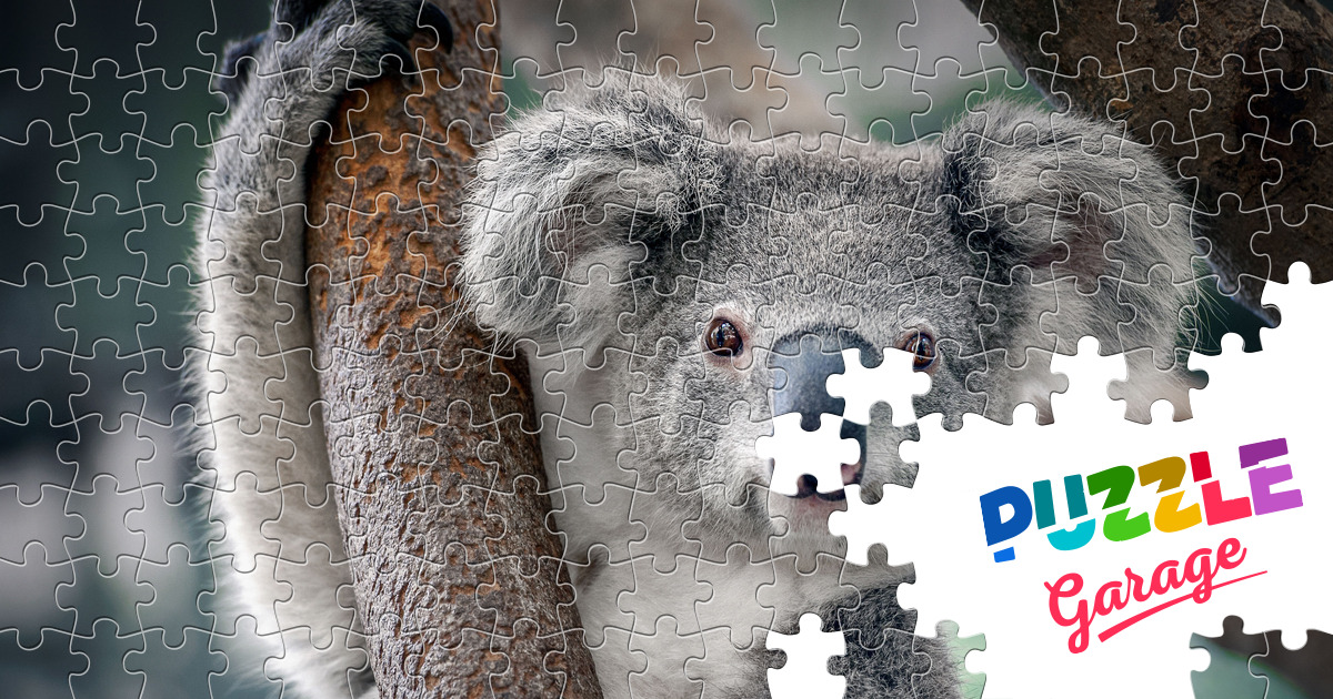Koala on a tree Jigsaw Puzzle (Animals, Mammals) | Puzzle Garage