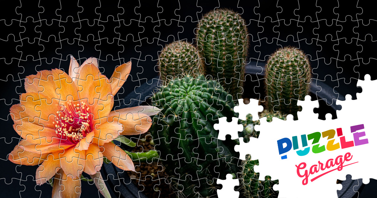 Cactus with orange flower Jigsaw Puzzle (Plants, Flowers) | Puzzle Garage