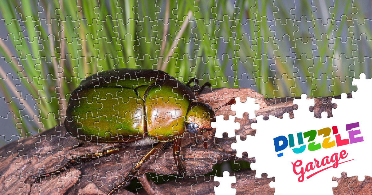 Beetle on tree bark Jigsaw Puzzle (Animals, Insects) | Puzzle Garage