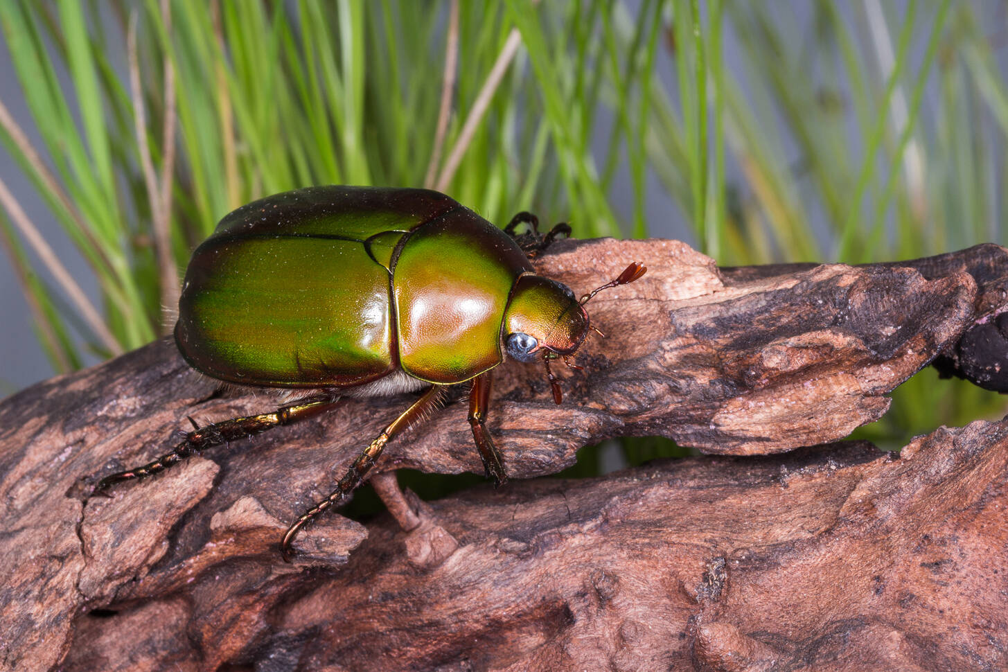 Beetle on tree bark Jigsaw Puzzle (Animals, Insects) | Puzzle Garage