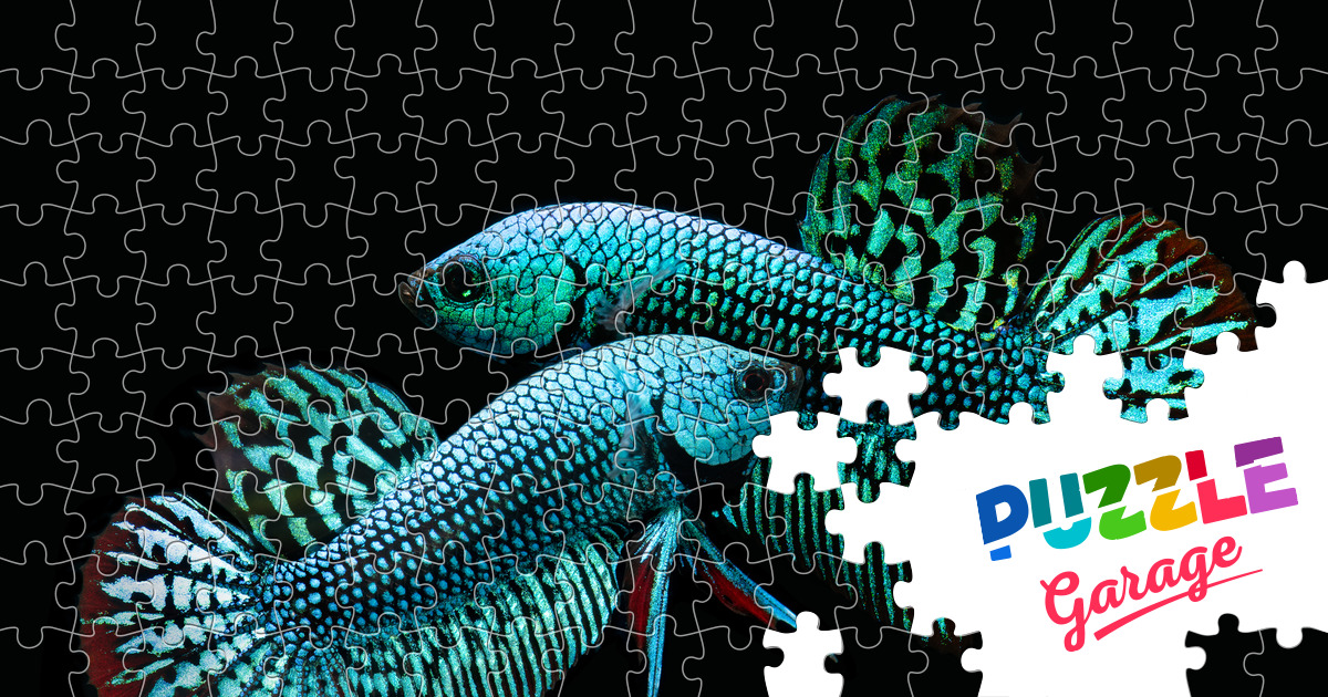 Fighting fish Jigsaw Puzzle (Animals, Marine life) | Puzzle Garage