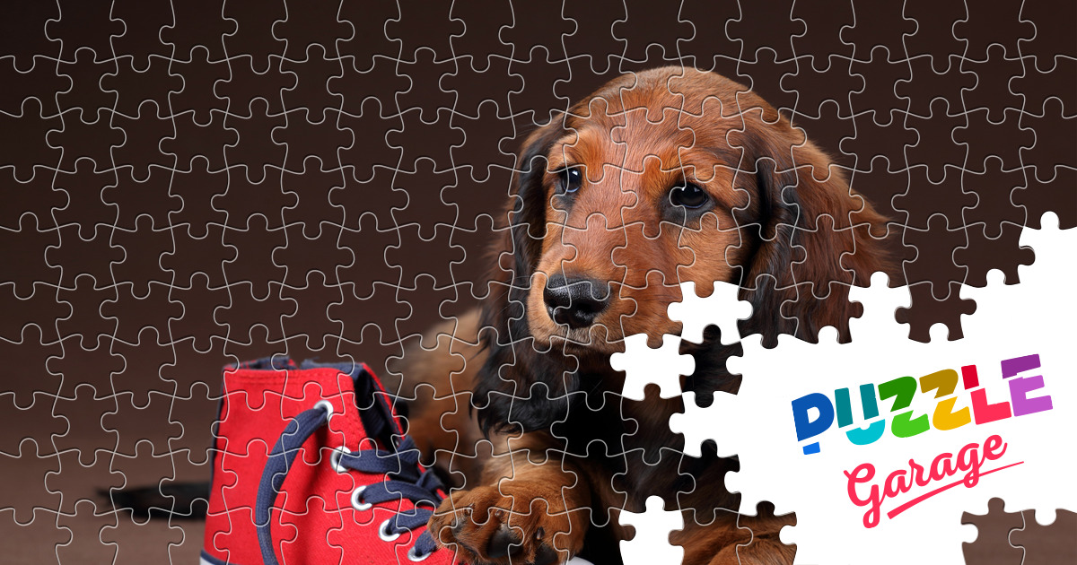 Dachshund puppy with a red shoe Jigsaw Puzzle (Animals, Pets) | Puzzle ...
