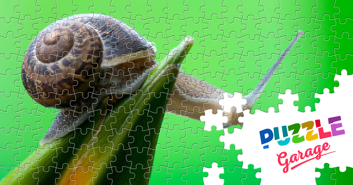 Snail on a flower Jigsaw Puzzle (Animals, Mammals) | Puzzle Garage