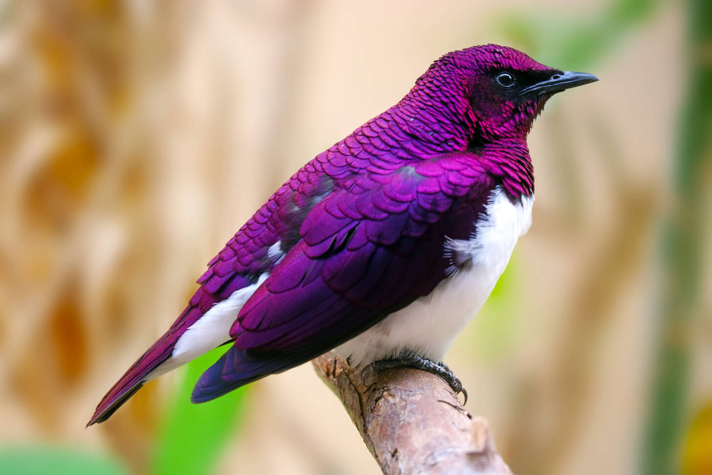 Amethyst starling Jigsaw Puzzle (Animals, Birds) | Puzzle Garage