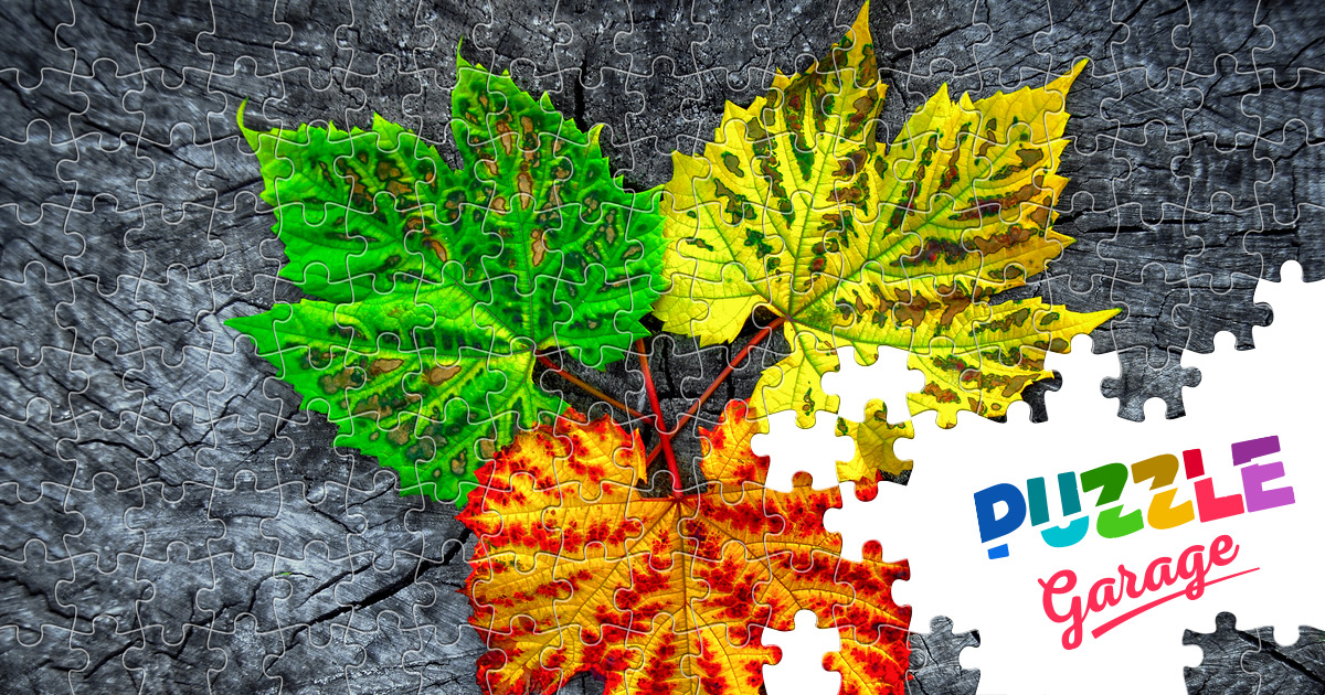 Three maple leaves Jigsaw Puzzle (Plants, Trees) | Puzzle Garage