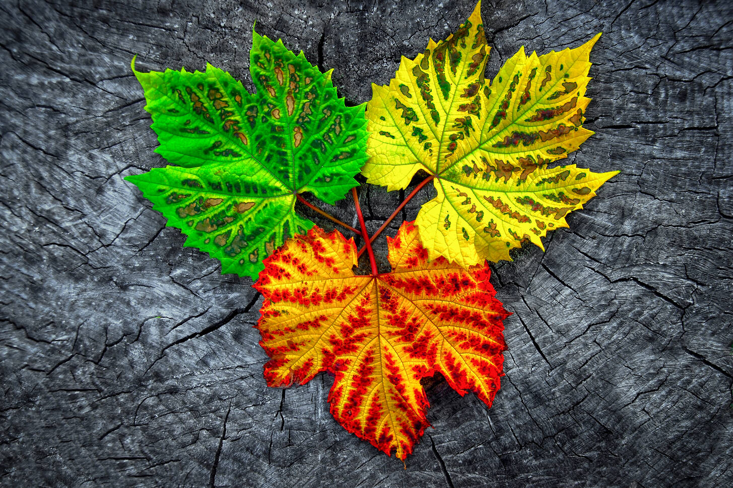 Three maple leaves Jigsaw Puzzle (Plants, Trees) | Puzzle Garage