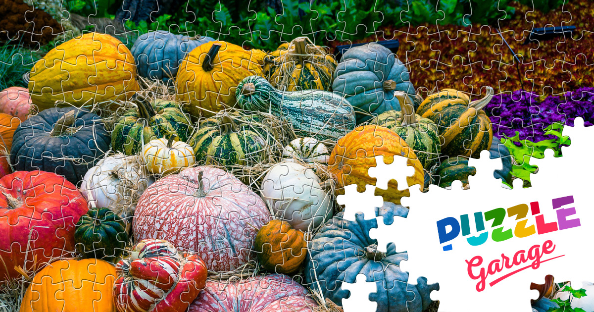 Multicolored pumpkins Jigsaw Puzzle (Plants, Vegetables) | Puzzle Garage