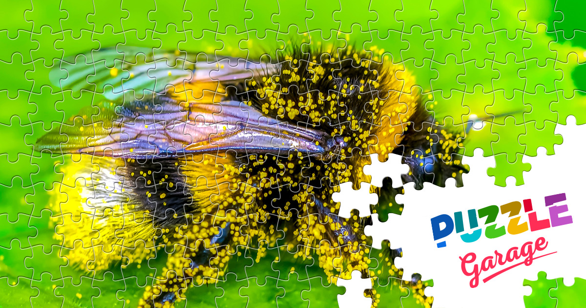 Bee in pollen Jigsaw Puzzle (Animals, Insects) | Puzzle Garage