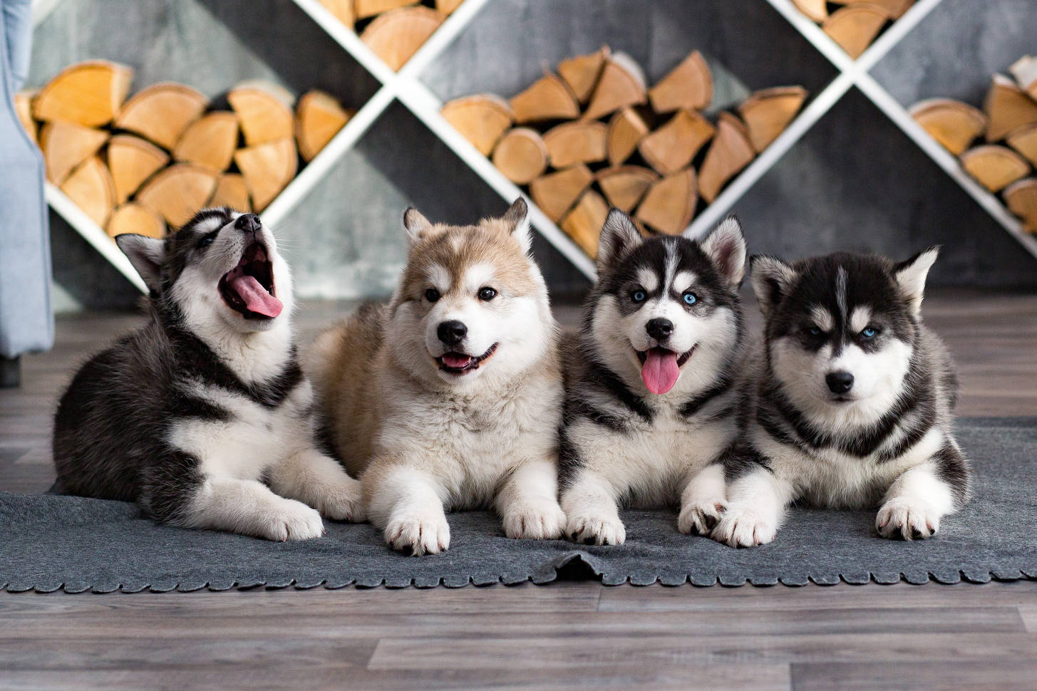Husky puppies Jigsaw Puzzle (Animals, Pets) | Puzzle Garage