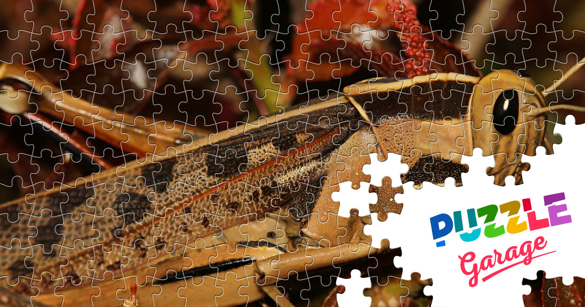 Brown grasshopper Jigsaw Puzzle (Animals, Insects) | Puzzle Garage