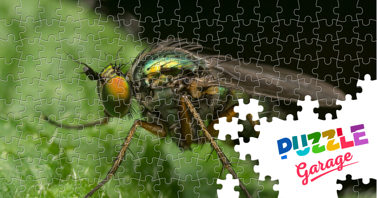 Dolichopodidae Jigsaw Puzzle (Animals, Insects) | Puzzle Garage