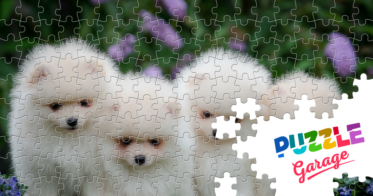 White Pomeranian puppies Jigsaw Puzzle (Animals, Pets) | Puzzle Garage
