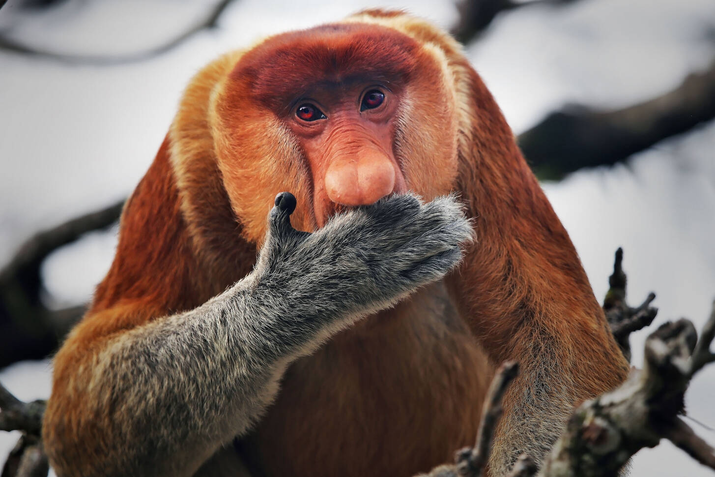 Proboscis monkey Jigsaw Puzzle (Animals, Primates) | Puzzle Garage