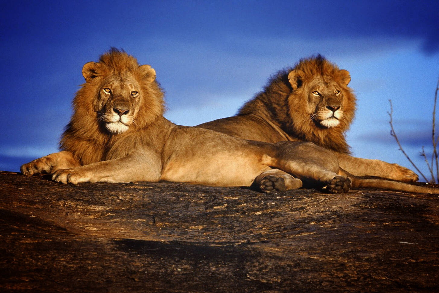 Lions Jigsaw Puzzle (Animals, Mammals) | Puzzle Garage