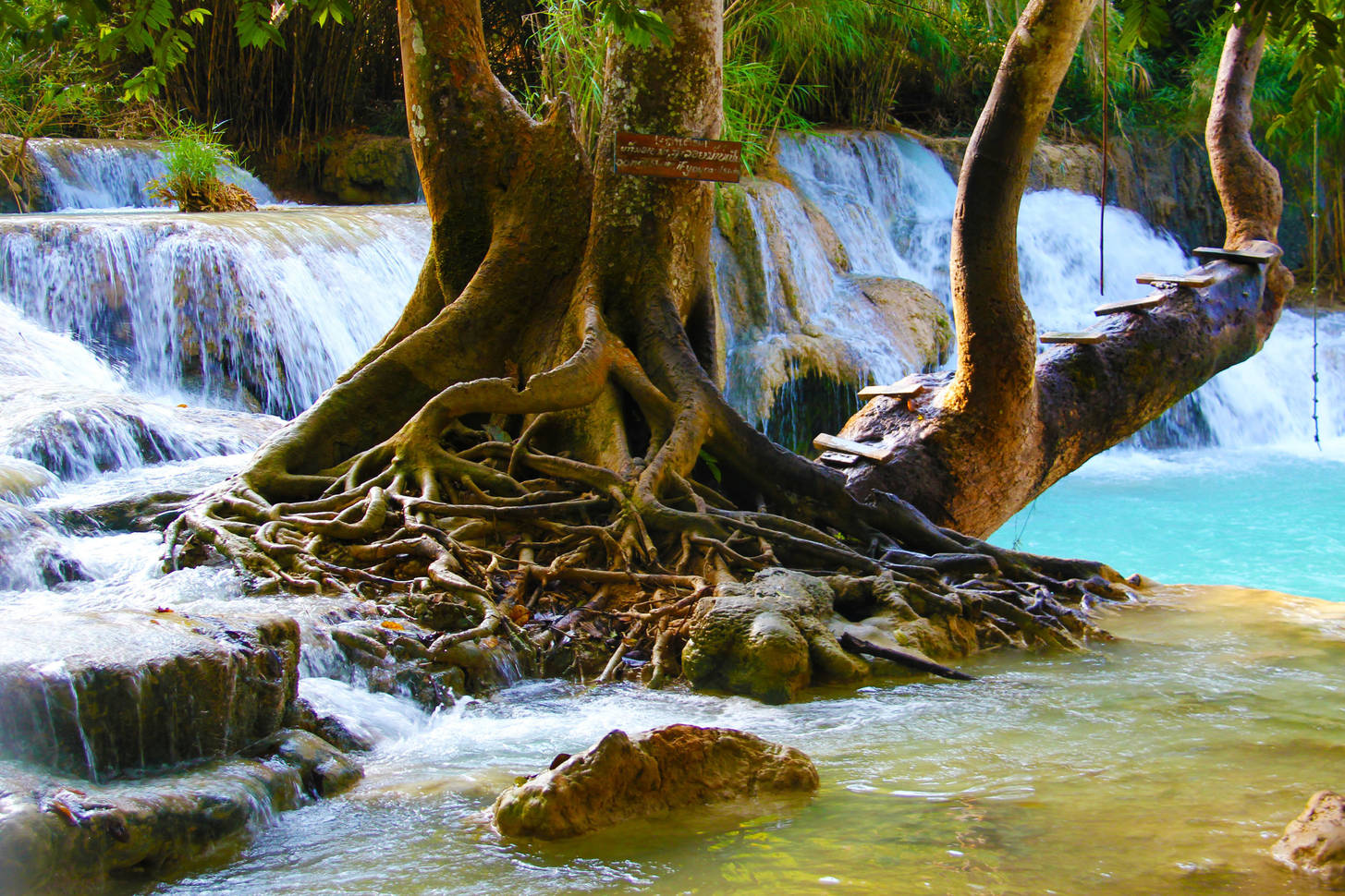 Tree at waterfall Jigsaw Puzzle (Plants, Trees) | Puzzle Garage