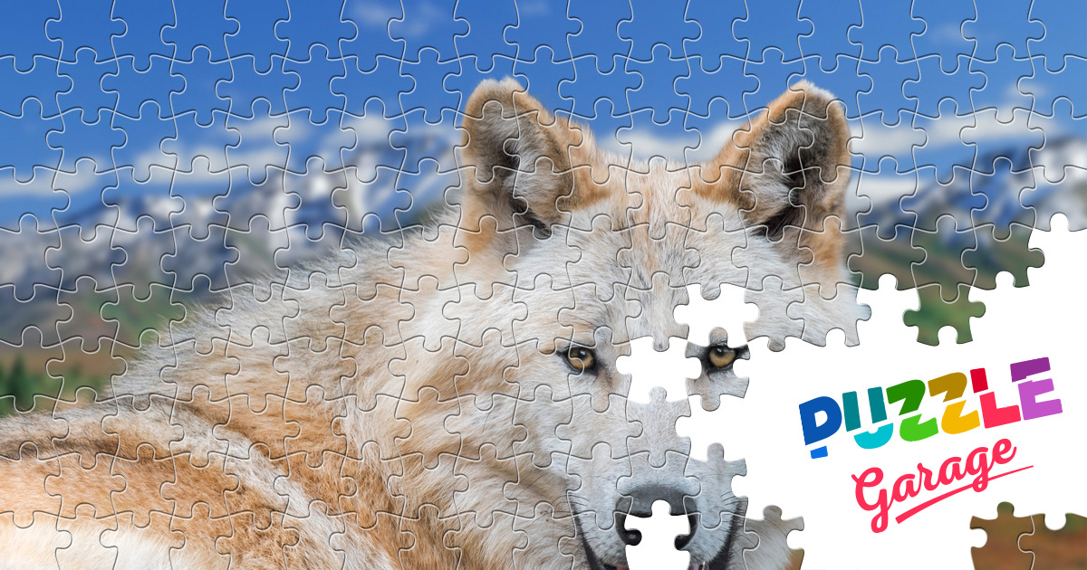 Canadian wolf Jigsaw Puzzle (Animals, Mammals) | Puzzle Garage