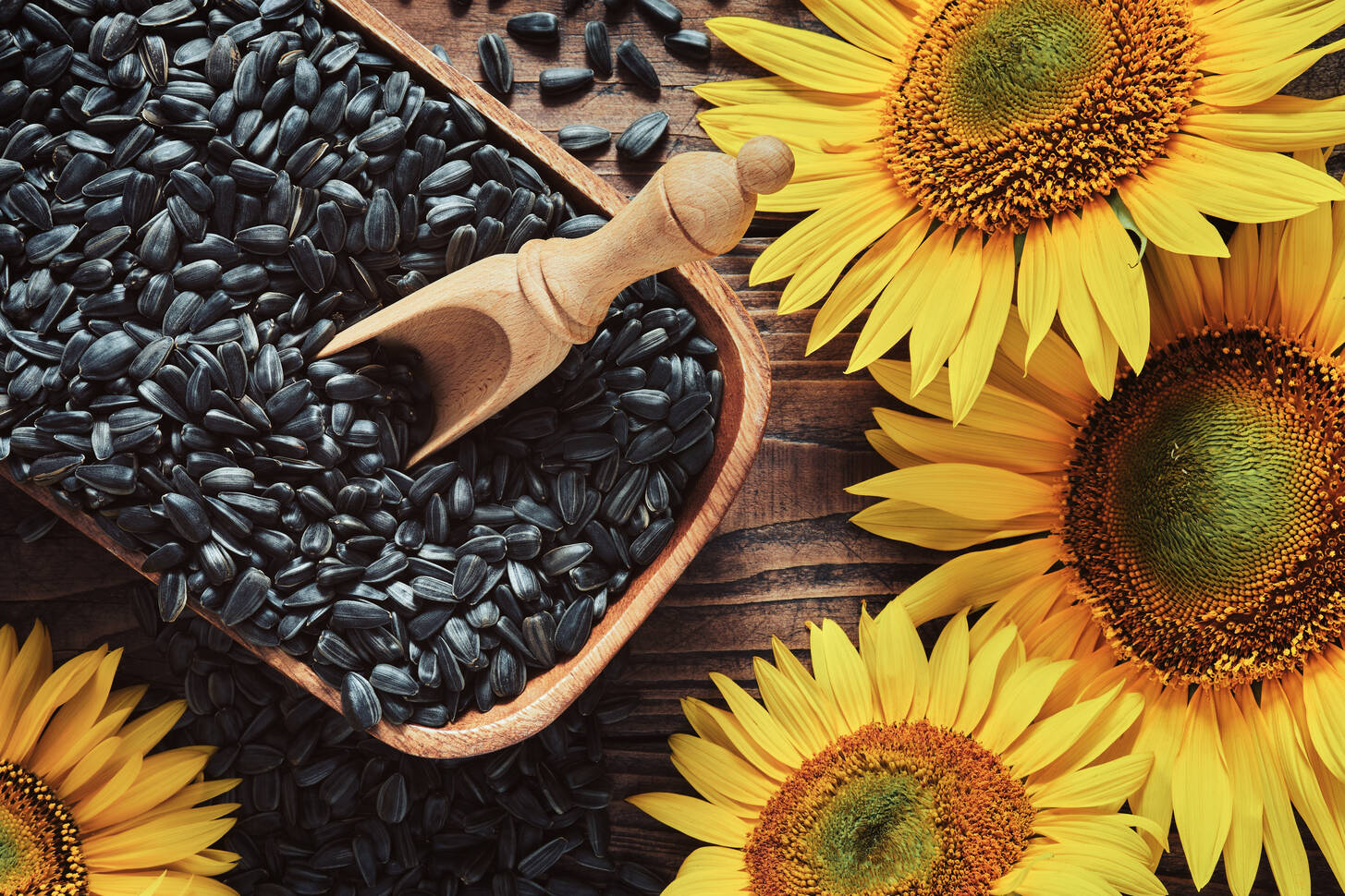 Sunflowers and seeds Jigsaw Puzzle (Plants, Flowers) | Puzzle Garage