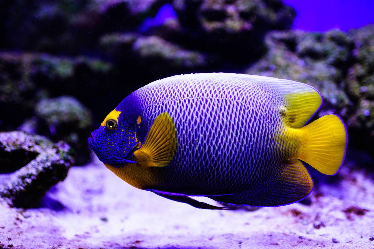 Yellow-Mask Angelfish Jigsaw Puzzle (Animals, Marine life) | Puzzle Garage