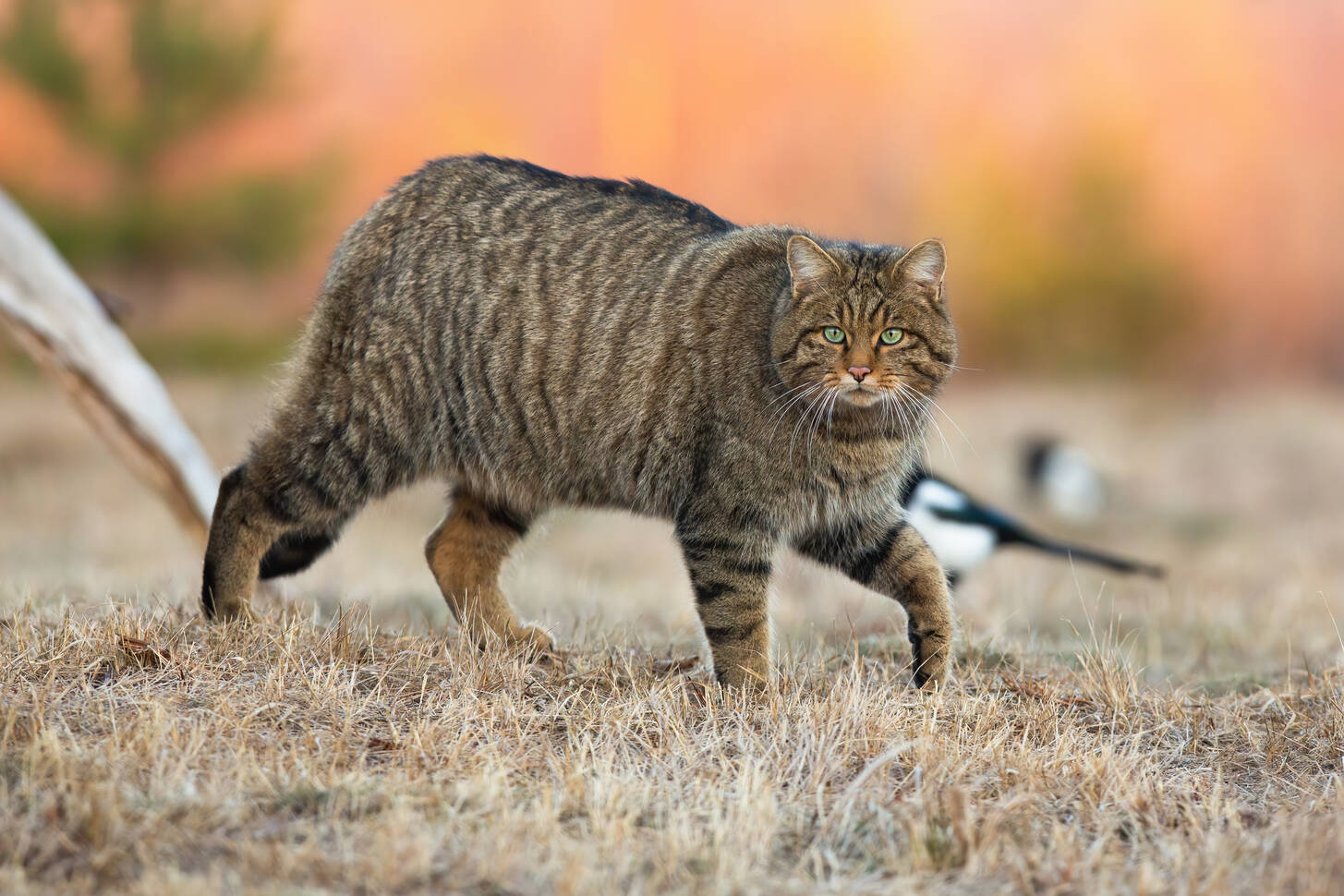 Central European forest cat Jigsaw Puzzle (Animals, Mammals) | Puzzle ...