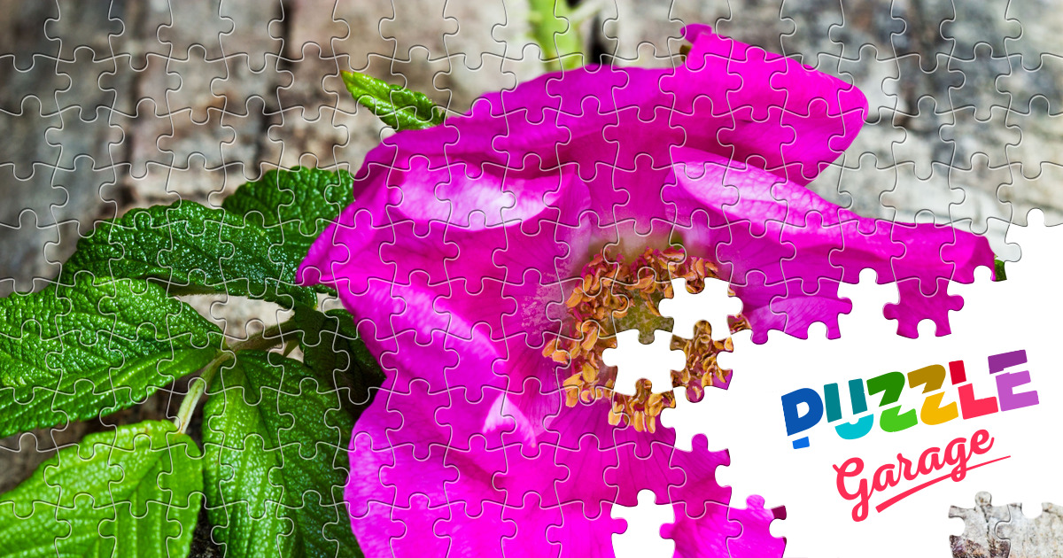 Wild Rose Jigsaw Puzzle (Plants, Flowers) | Puzzle Garage