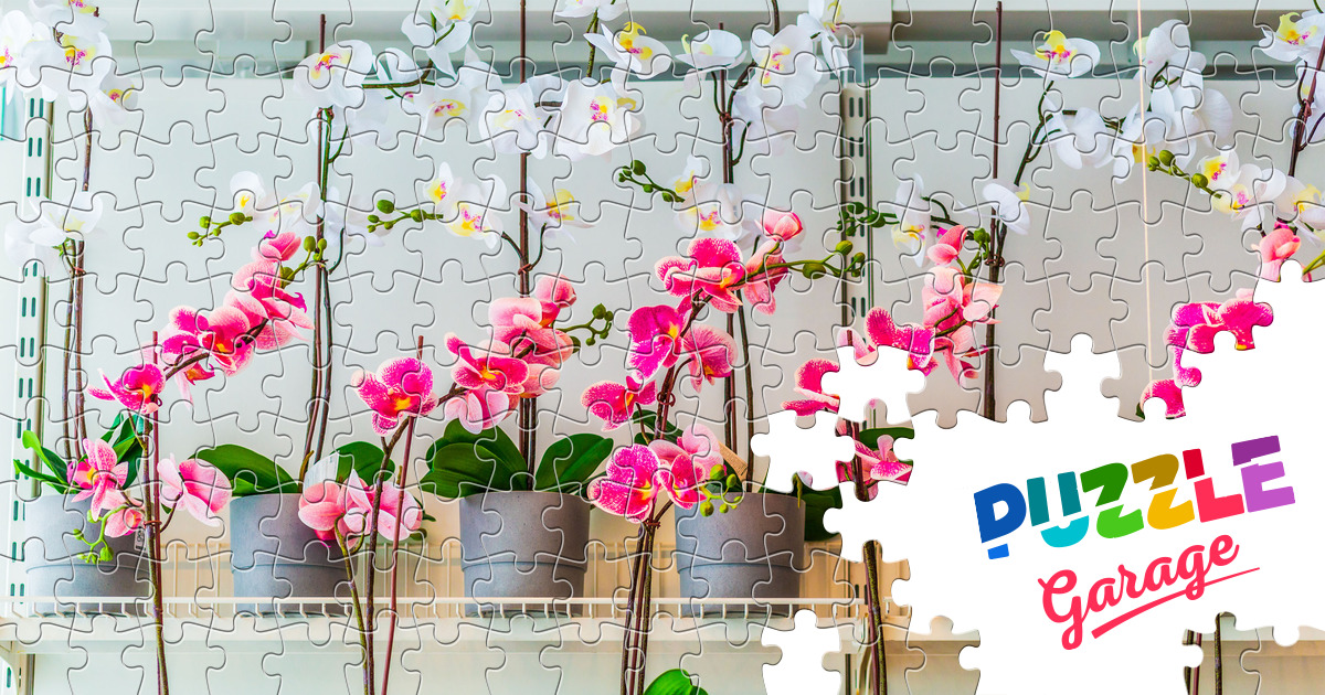 Orchids on the shelves Jigsaw Puzzle (Plants, Flowers) | Puzzle Garage