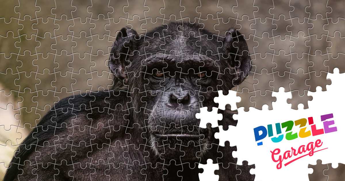 Male chimpanzee Jigsaw Puzzle (Animals, Primates) | Puzzle Garage