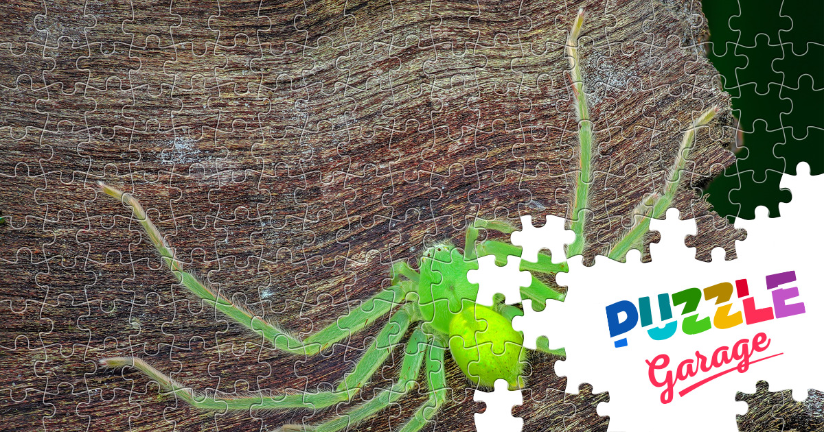 Green spider Jigsaw Puzzle (Animals, Insects) | Puzzle Garage