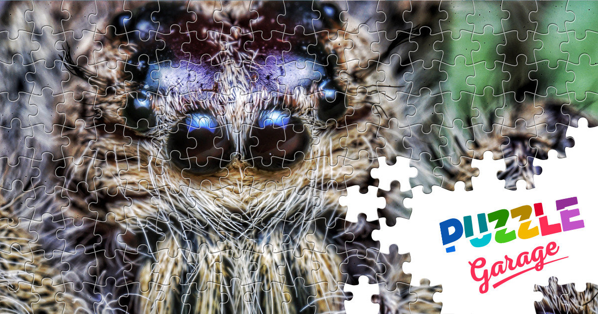 Spider macro Jigsaw Puzzle (Animals, Insects) | Puzzle Garage