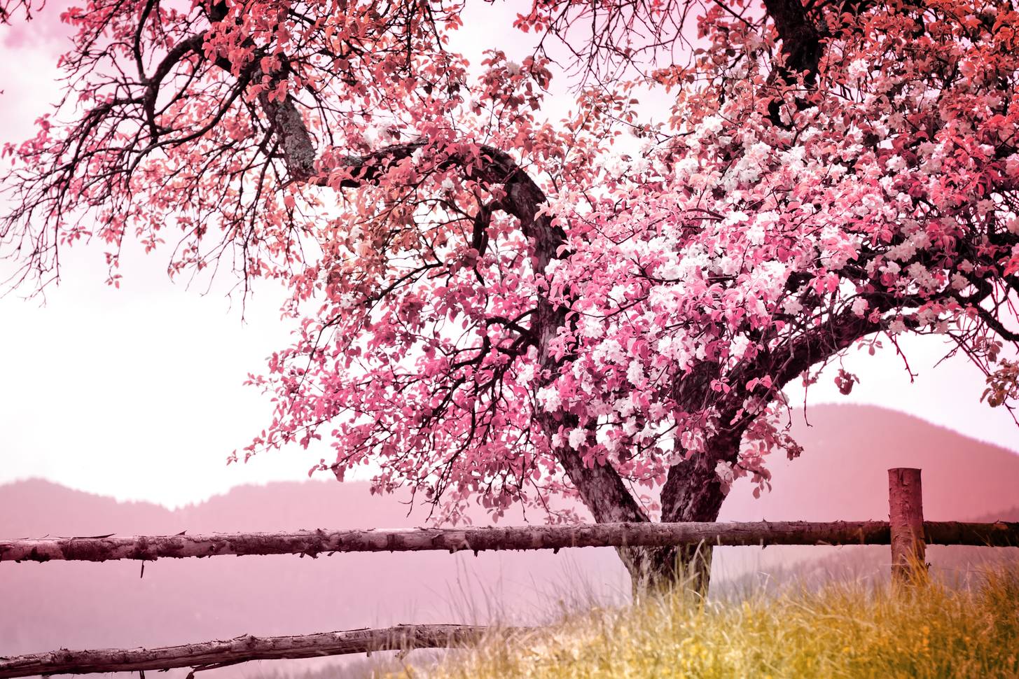 Procvetalo drvo u proleće Slagalice (Biljke, Cvece) | Puzzle Garage