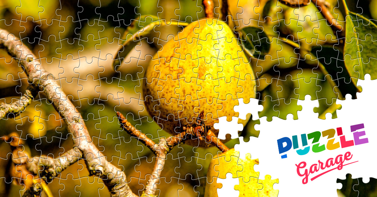 Pears on the tree Jigsaw Puzzle (Plants, Fruits) | Puzzle Garage