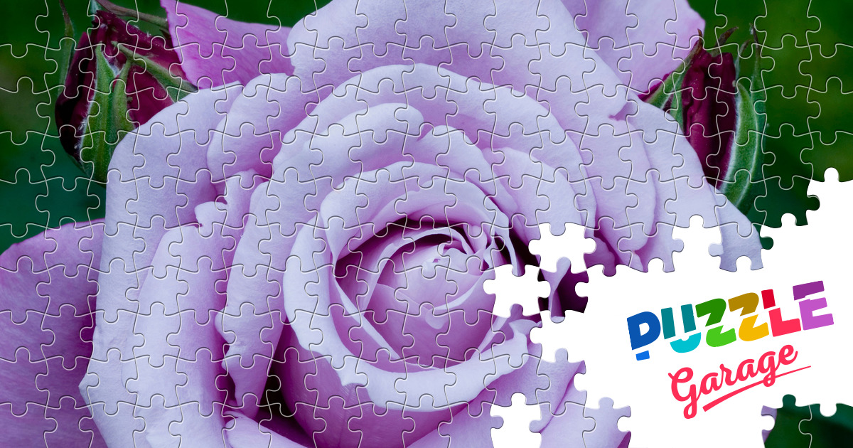 Purple rose Jigsaw Puzzle (Plants, Flowers) | Puzzle Garage