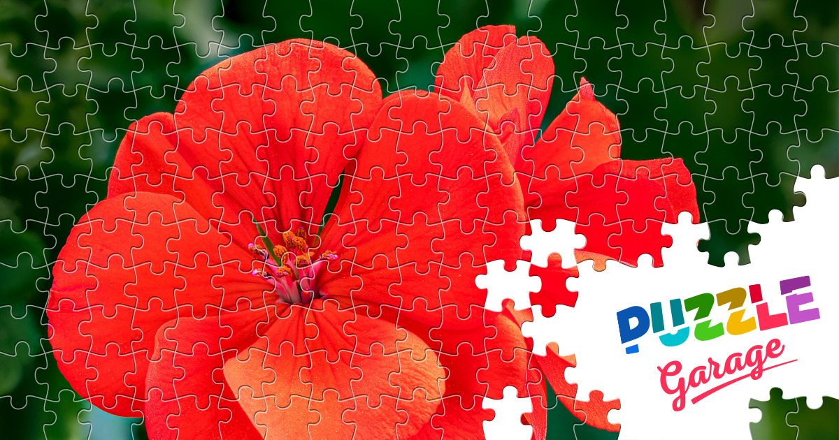 Red geranium flower Jigsaw Puzzle (Plants, Flowers) | Puzzle Garage