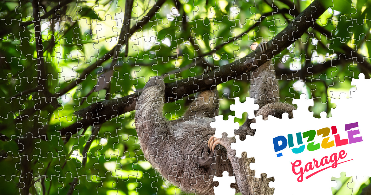 Sloth on a branch Jigsaw Puzzle (Animals, Mammals) | Puzzle Garage