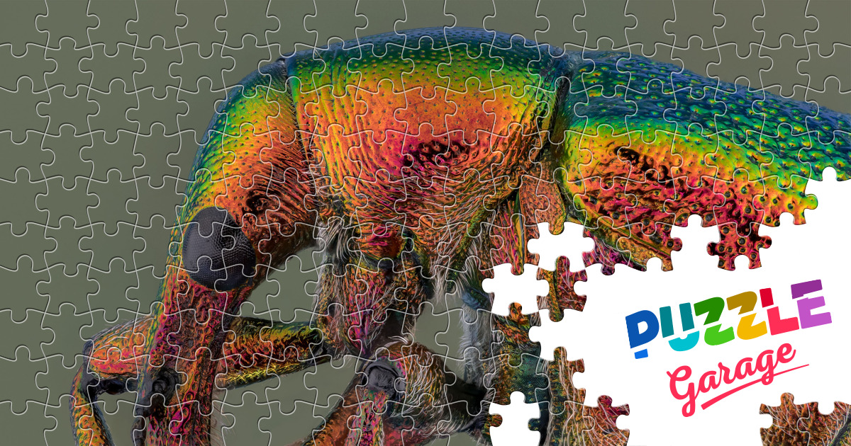 Rainbow weevil Jigsaw Puzzle (Other, Macro) | Puzzle Garage