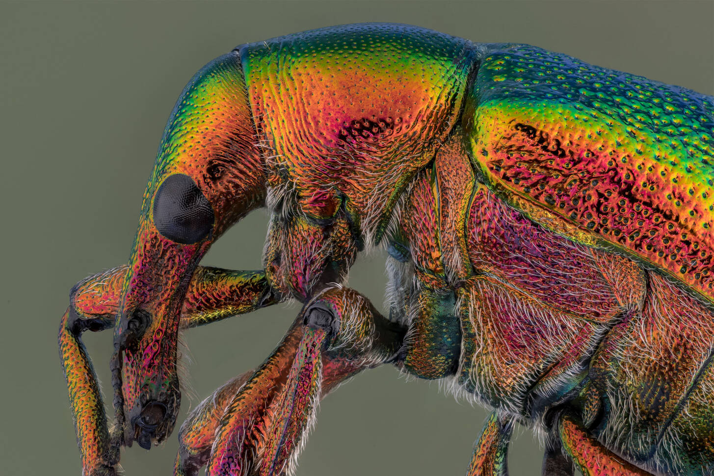 Rainbow weevil Jigsaw Puzzle (Other, Macro) | Puzzle Garage