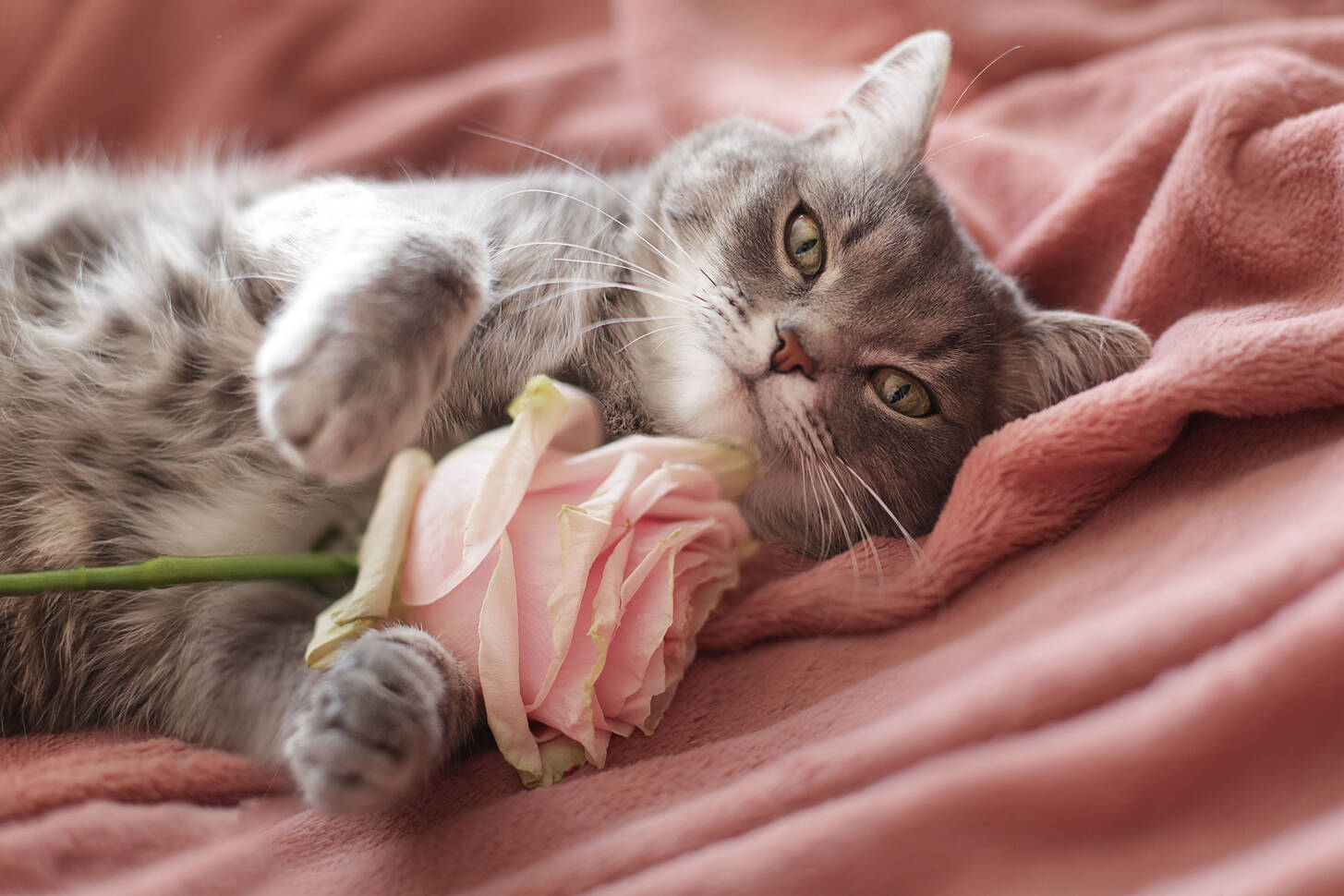 Cat with pink rose Jigsaw Puzzle (Animals, Pets) | Puzzle Garage