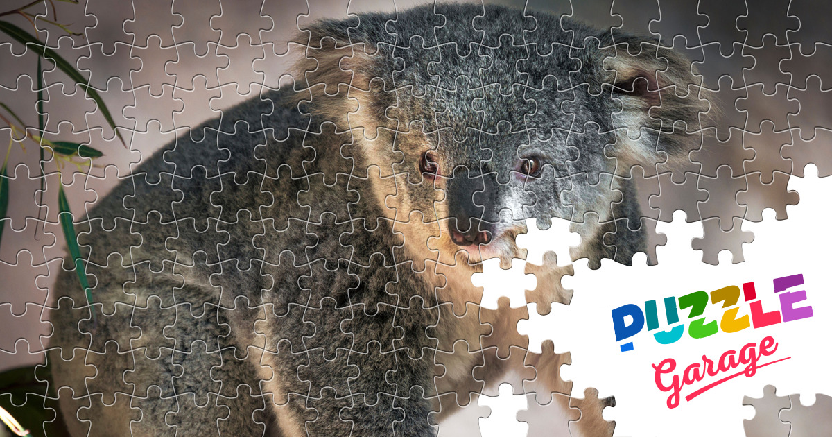 Koala Jigsaw Puzzle (Animals, Mammals) | Puzzle Garage