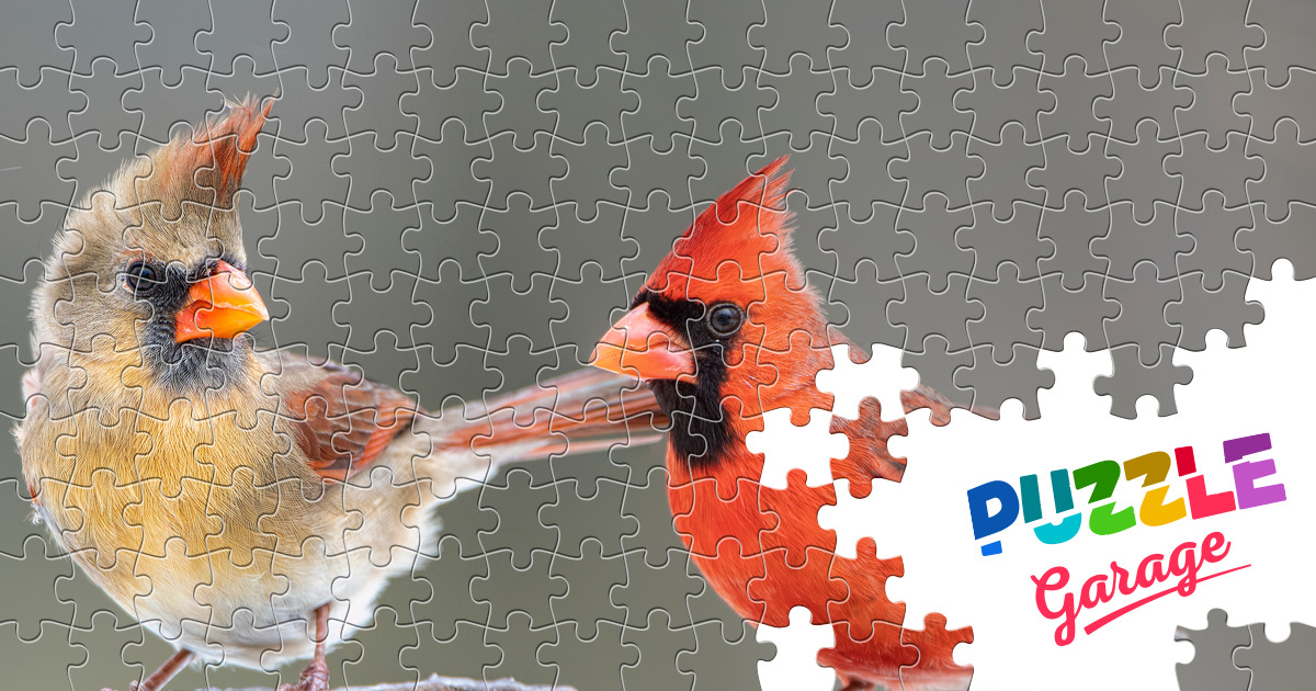 Pair of northern cardinals Jigsaw Puzzle (Animals, Birds) | Puzzle Garage