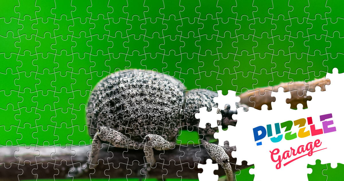 Weevil on a branch Jigsaw Puzzle (Animals, Insects) | Puzzle Garage