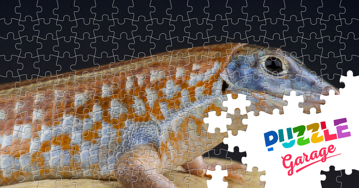 Herrosaurus lizard Jigsaw Puzzle (Animals, Reptiles) | Puzzle Garage