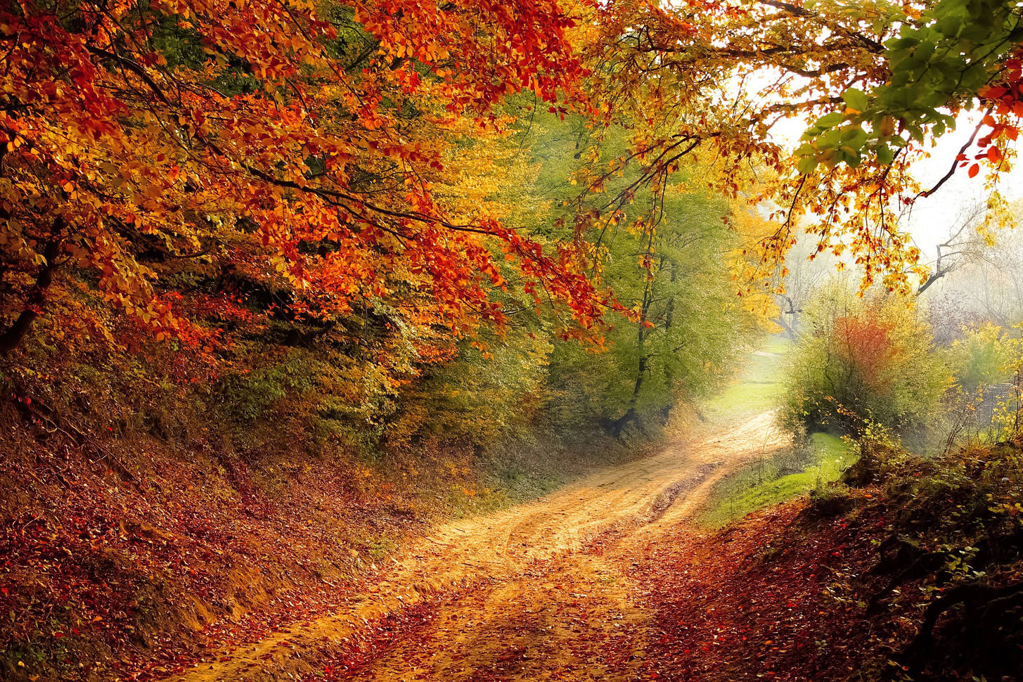 Magic autumn Jigsaw Puzzle (Nature, Forest) | Puzzle Garage