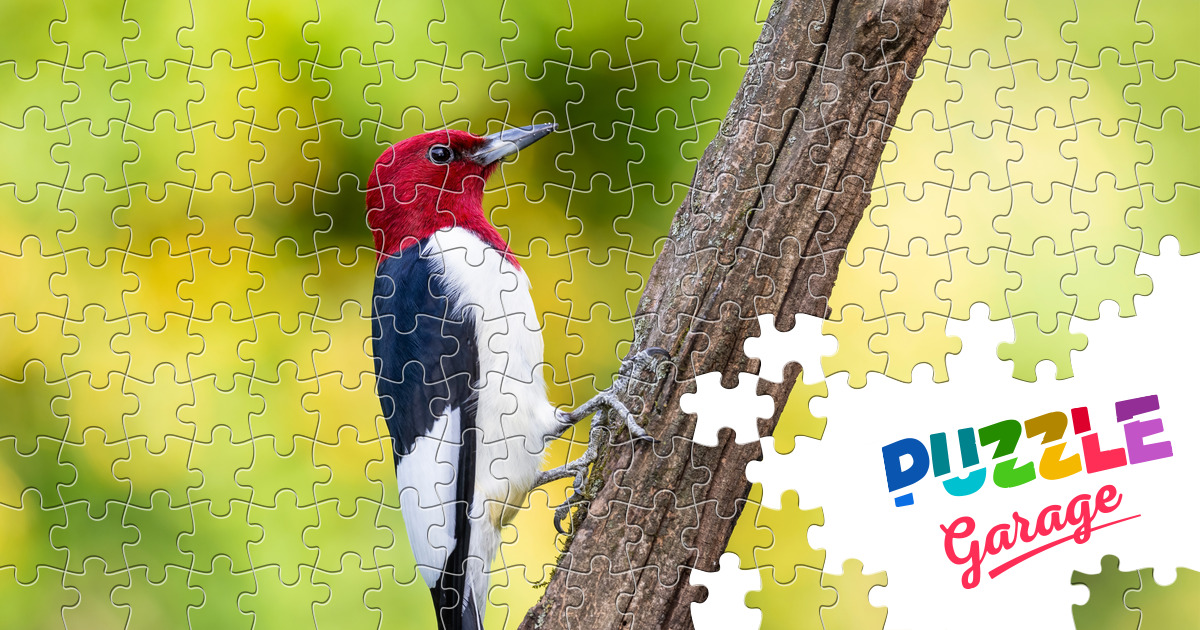 Red-headed woodpecker on a tree Jigsaw Puzzle (Animals, Birds) | Puzzle ...