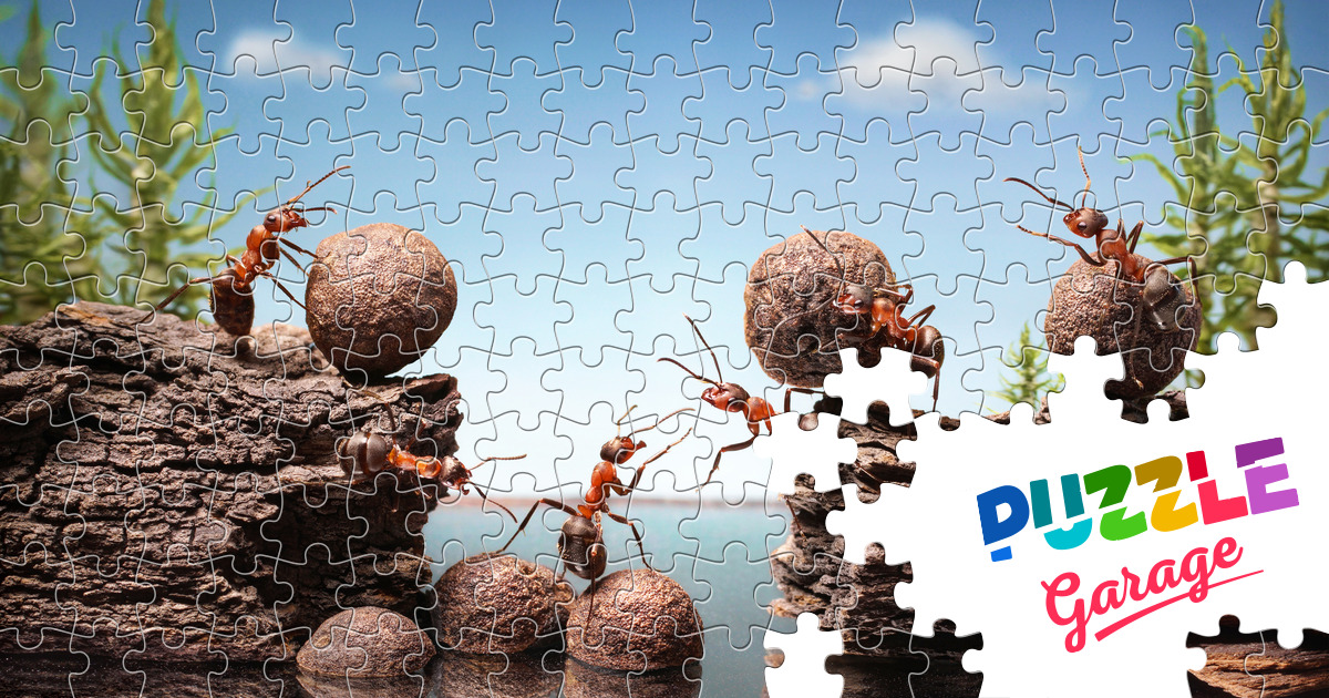 Ants Jigsaw Puzzle (Animals, Insects) | Puzzle Garage
