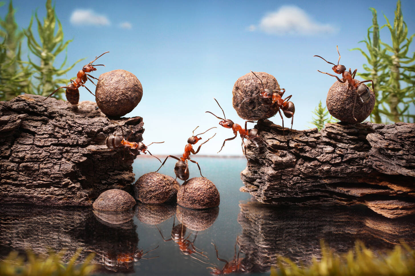 Ants Jigsaw Puzzle (Animals, Insects) | Puzzle Garage
