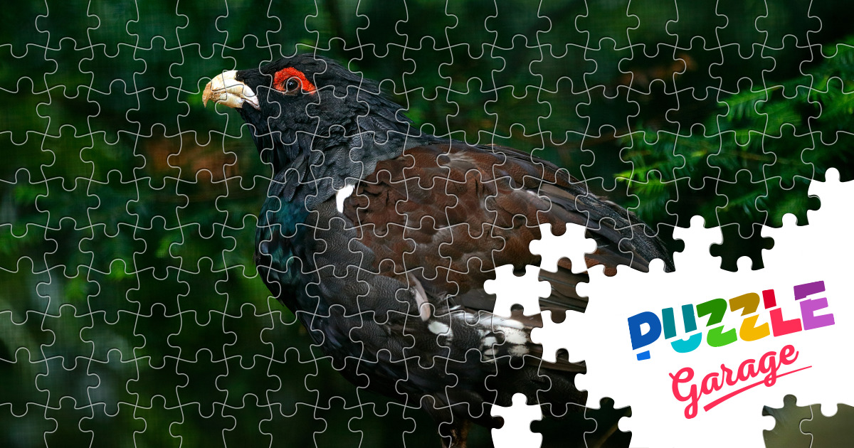 Capercaillie in the forest Jigsaw Puzzle (Animals, Birds) | Puzzle Garage
