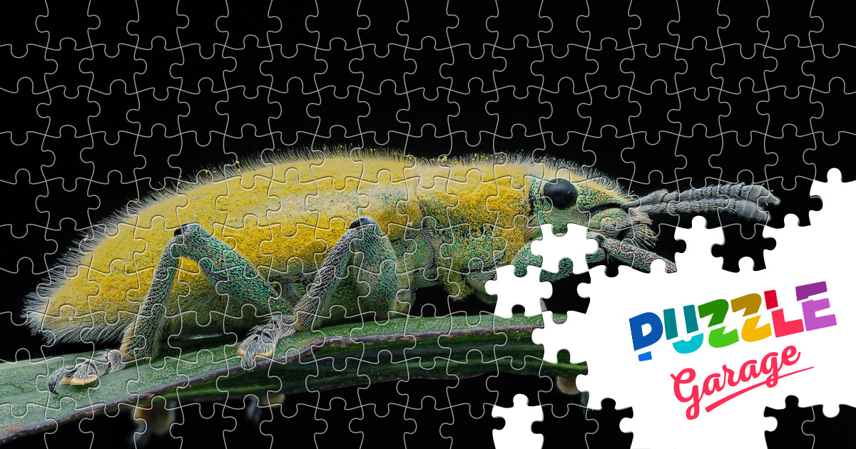 Yellow beetle Jigsaw Puzzle (Animals, Insects) | Puzzle Garage