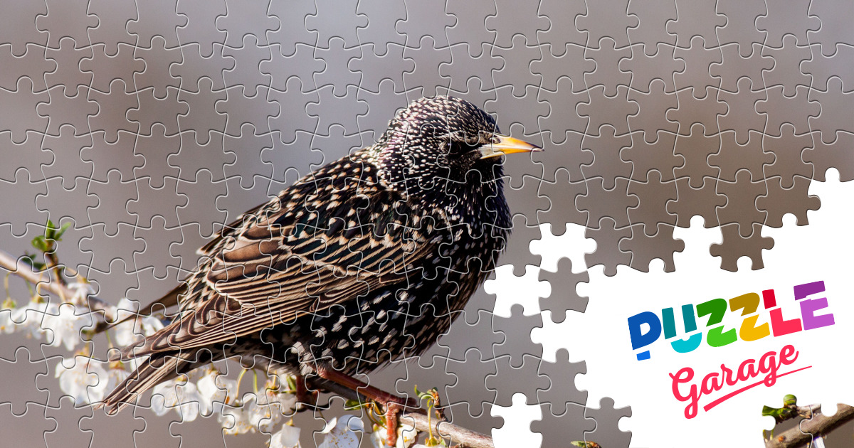 Starling on a branch Jigsaw Puzzle (Animals, Birds) | Puzzle Garage